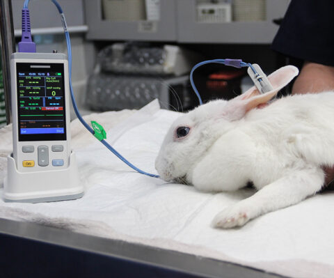 Avian and Exotic Pet Care - Vets in Practice