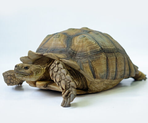 Avian and Exotic Pet Care - Vets in Practice