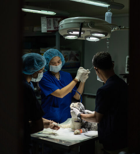 After-Hours Emergency Care - Vets in Practice