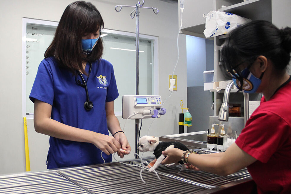 Outpatient and Inpatient Hospital Care - Vets in Practice