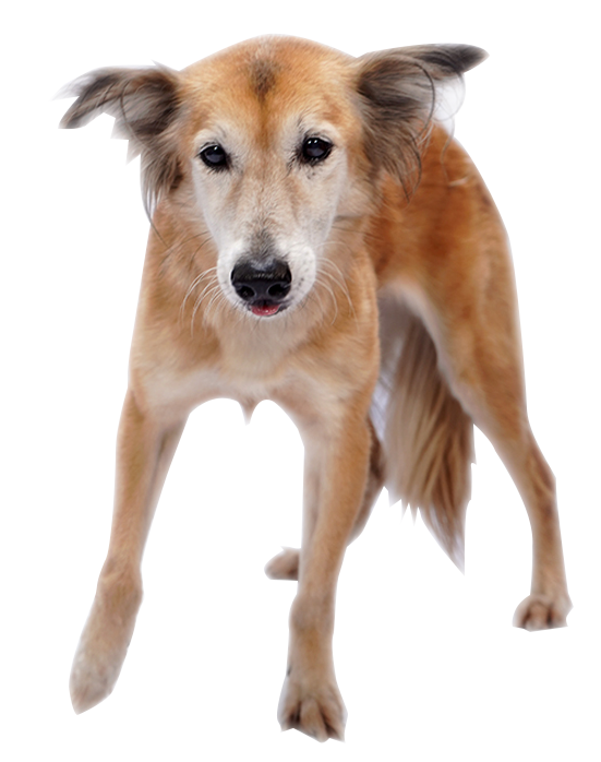 Senior Dog Wellness Plan - Vets in Practice