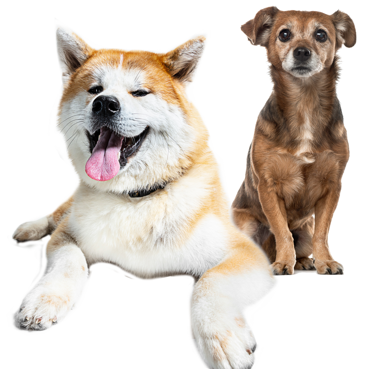Senior Dog Wellness Plan Vets In Practice senior-dog-wellness-plan-vets-in-practice