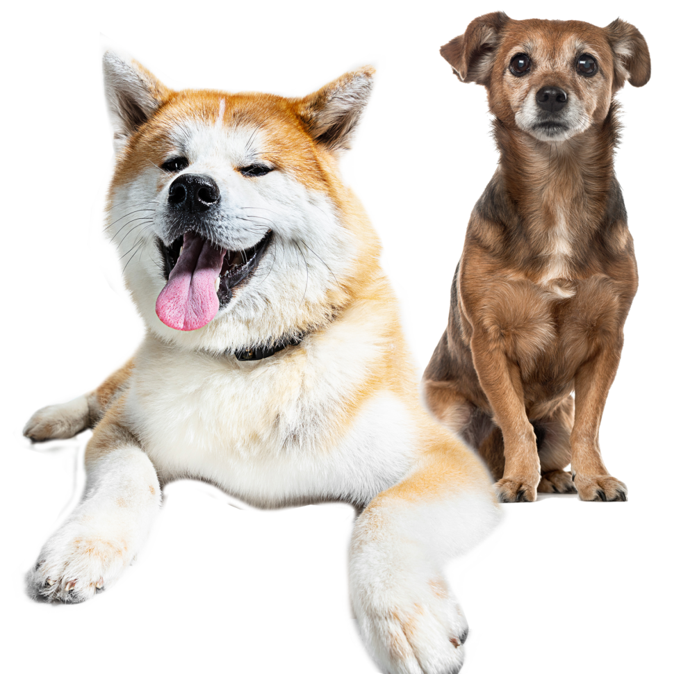 Senior Dog Wellness Plan - Vets in Practice